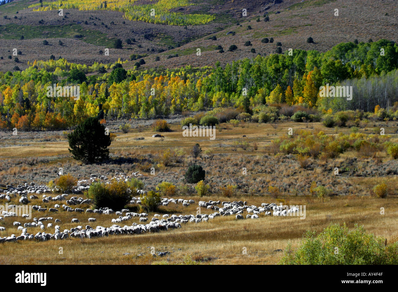 Sheep and fall color in Dunderberg Meadows in California s eastern ...
