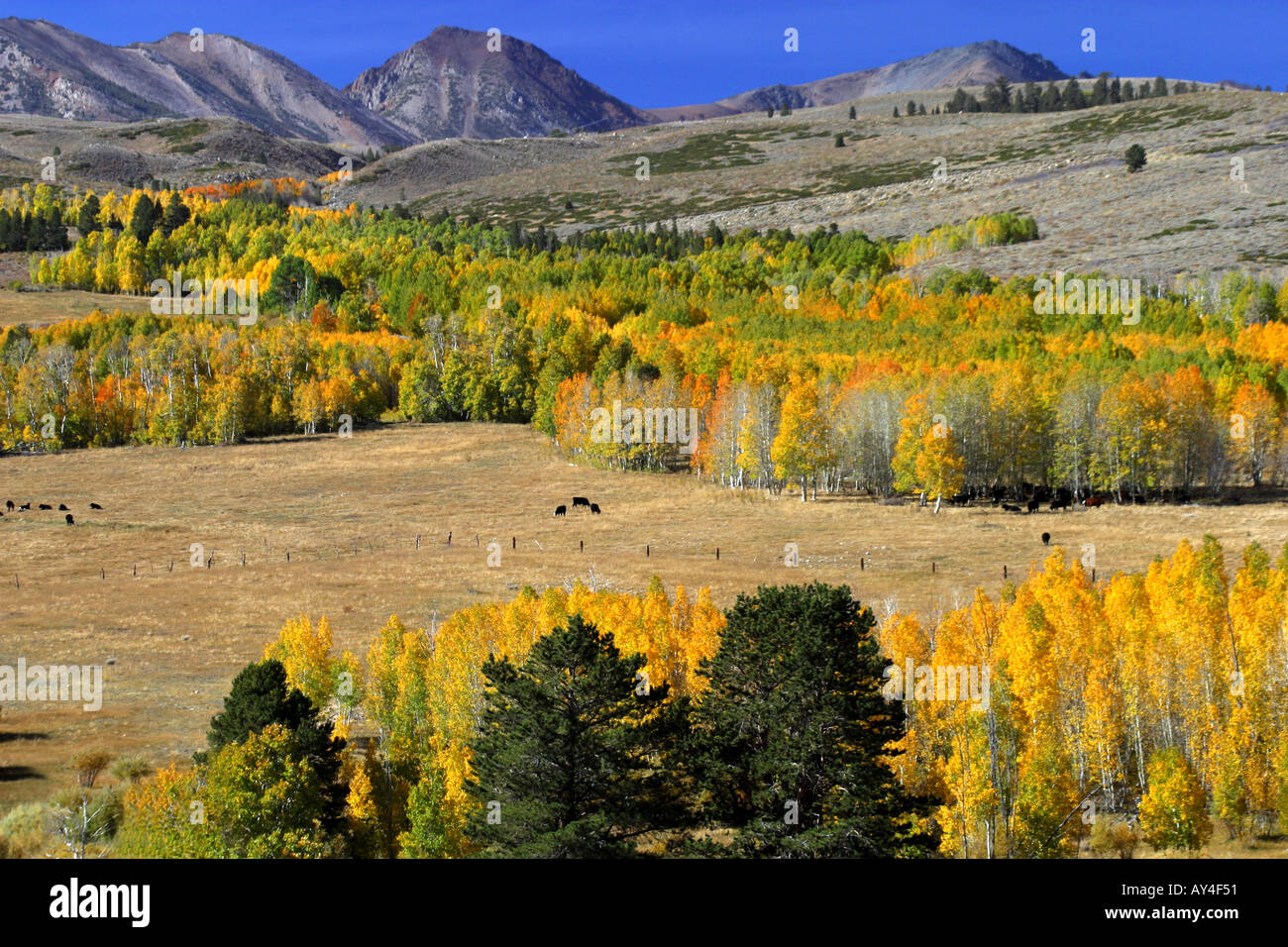 Fall color in Dunderberg Meadows in California s eastern Sierra Stock ...