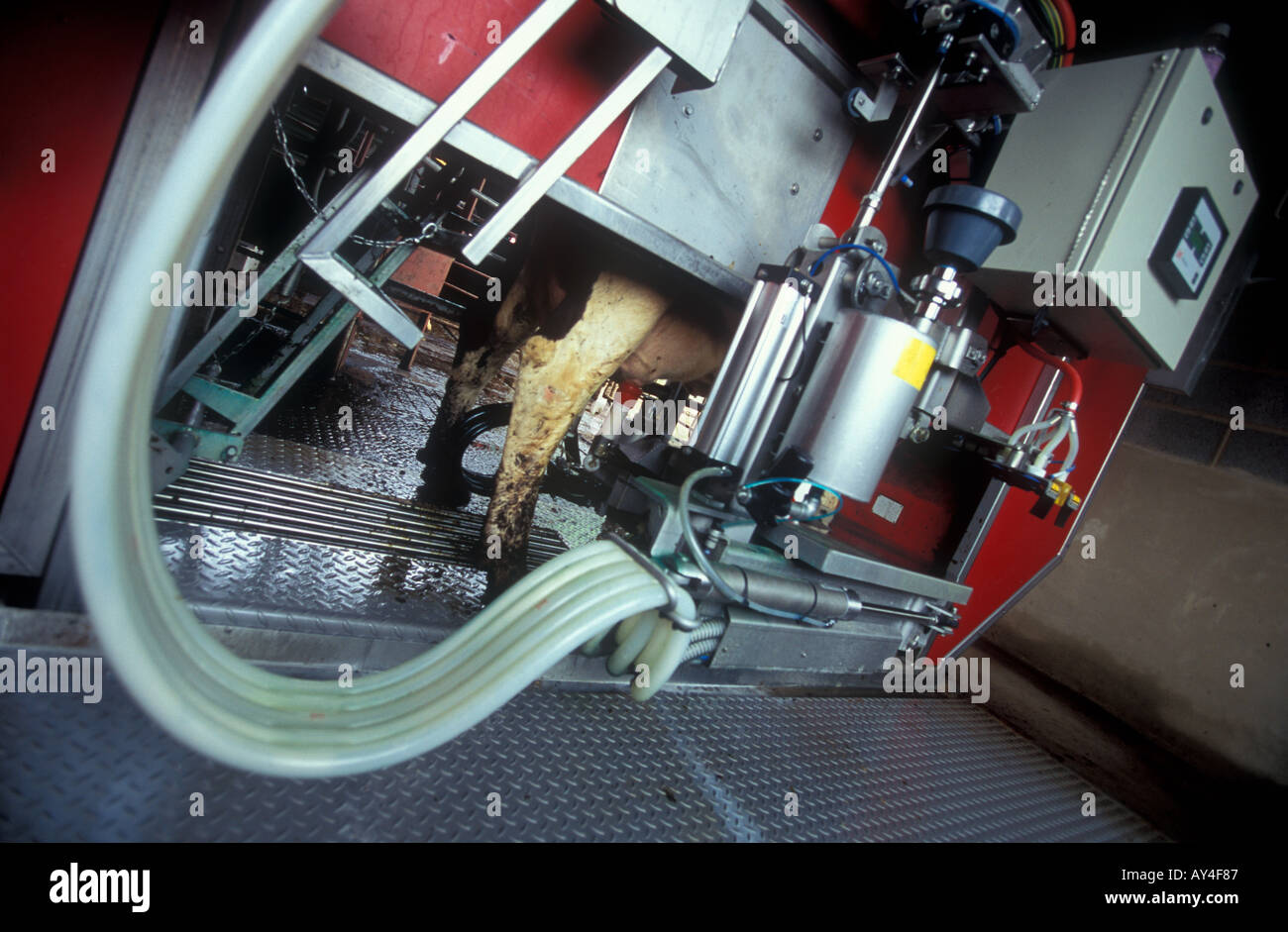 Automatic robot milking machine on a modern farm Stock Photo - Alamy