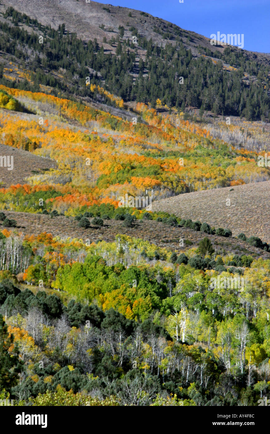 Fall color in Dunderberg Meadows in California s eastern Sierra Stock ...