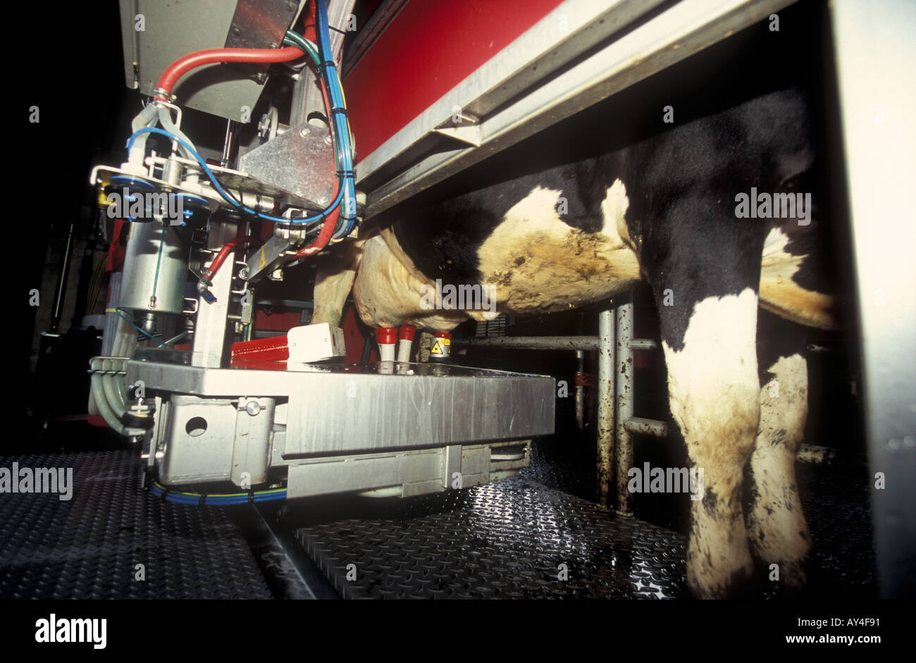 Robot milking machine hi-res stock photography and images - Alamy