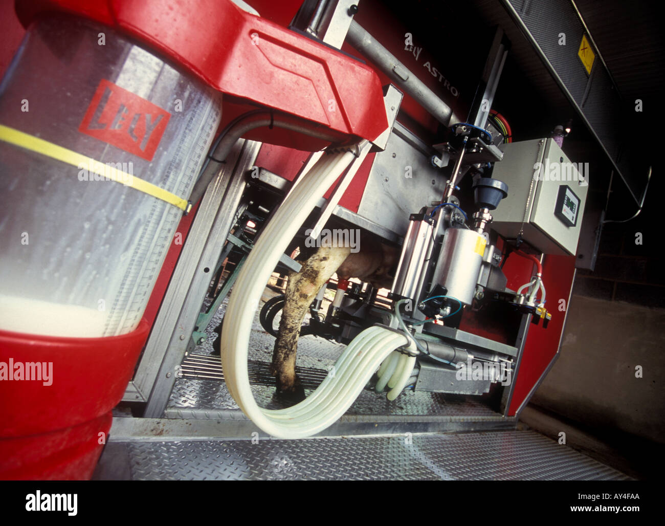 Robotic milking hi-res stock photography and images - Alamy