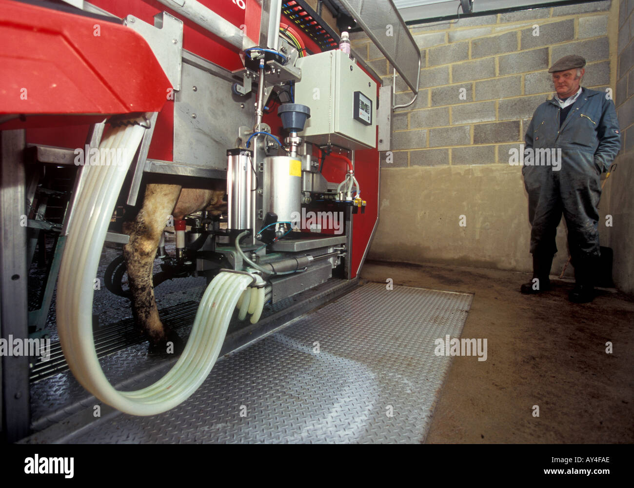 Automatic robot milking machine on a modern farm with the farmer Stock ...