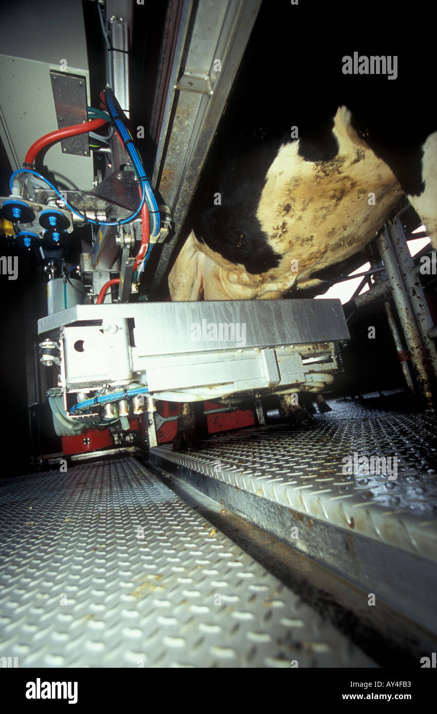 Automatic robot milking machine on a modern farm Stock Photo - Alamy