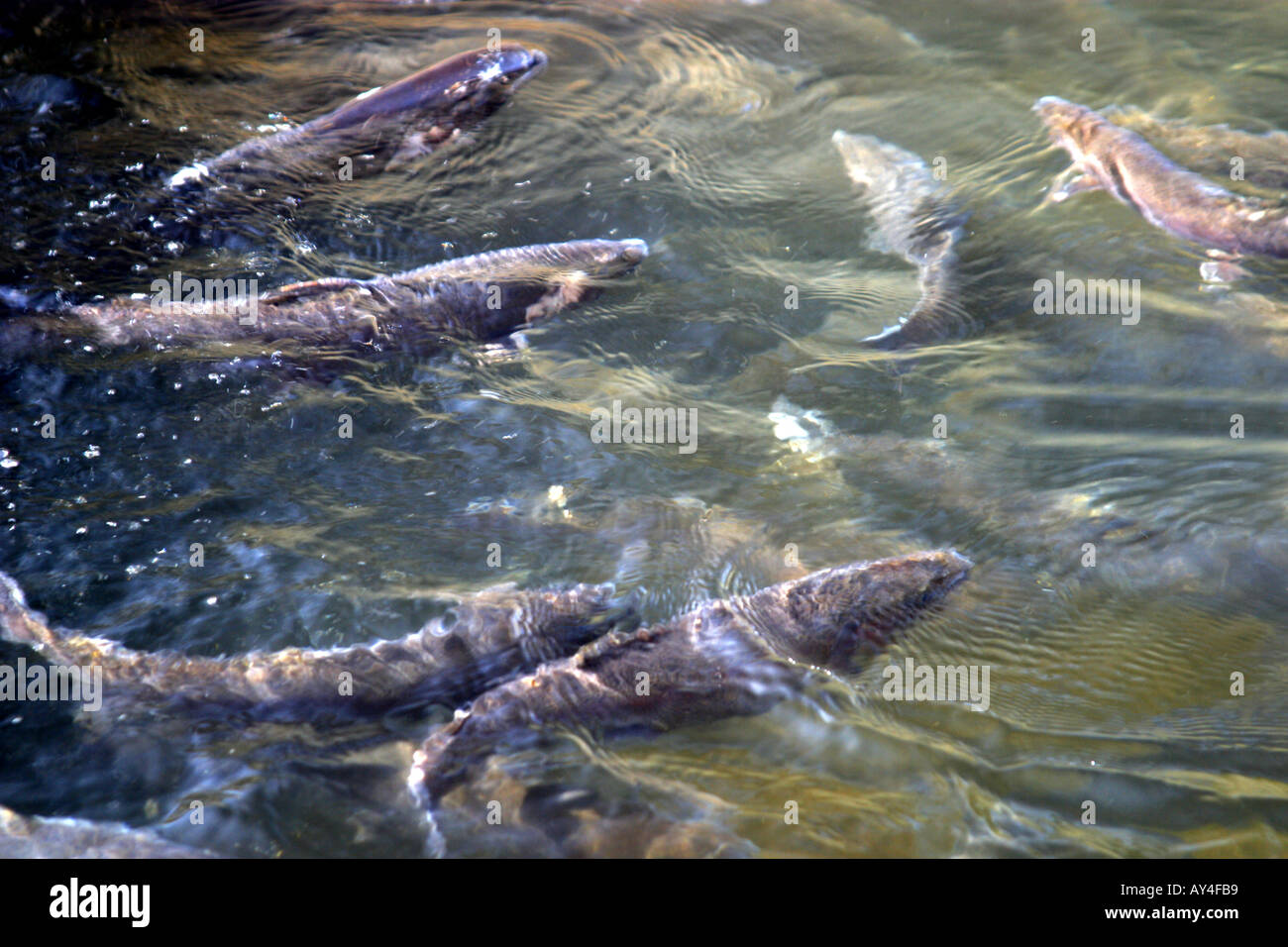 Trout at Mt Whitney Fish Hatchery in California s eastern Sierra Stock ...