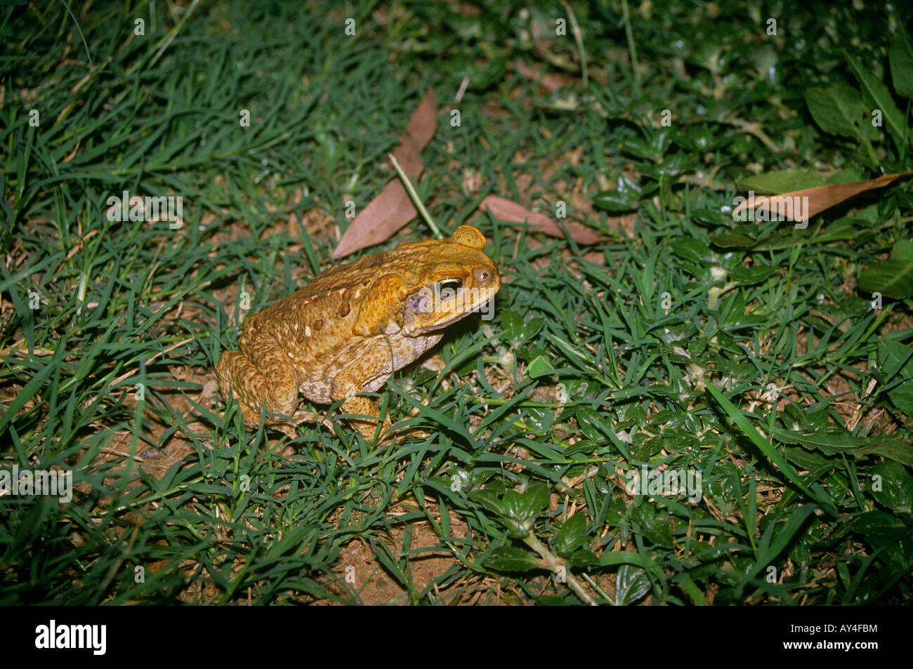 Cane Toad Bufo marinus Gladstone Queensland Australia Stock Photo - Alamy