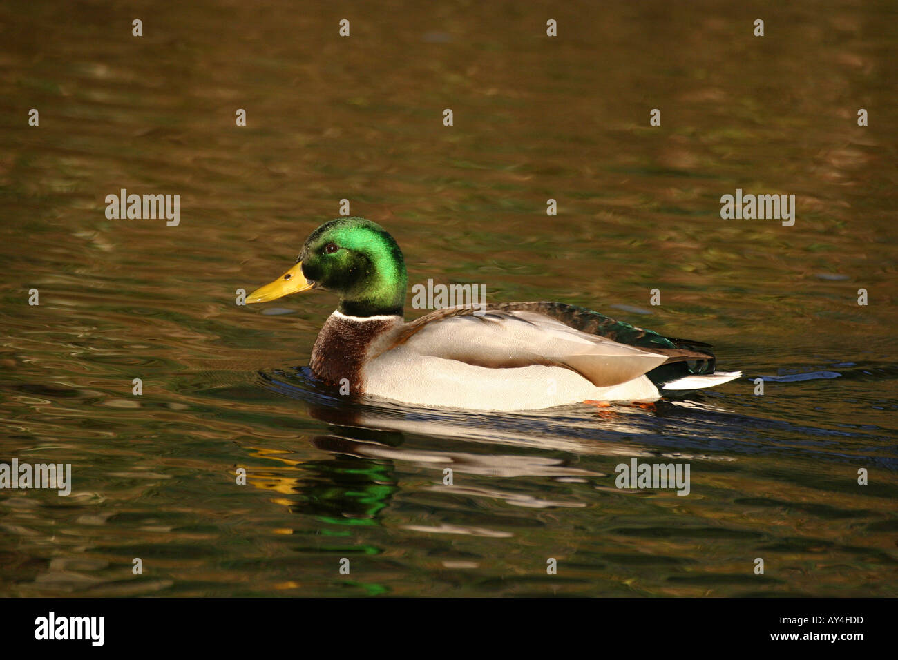 Mallard duck male drake Stock Photo - Alamy