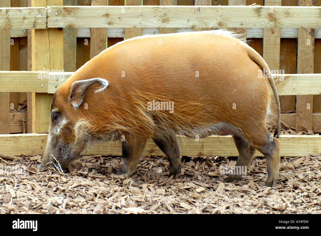 Woburn Safari Park exotic feral wild boar hairy pig wood chip foraging ...