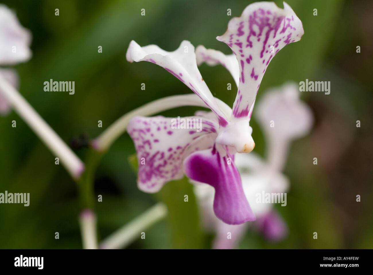 White pink spots orchid hi-res stock photography and images - Alamy