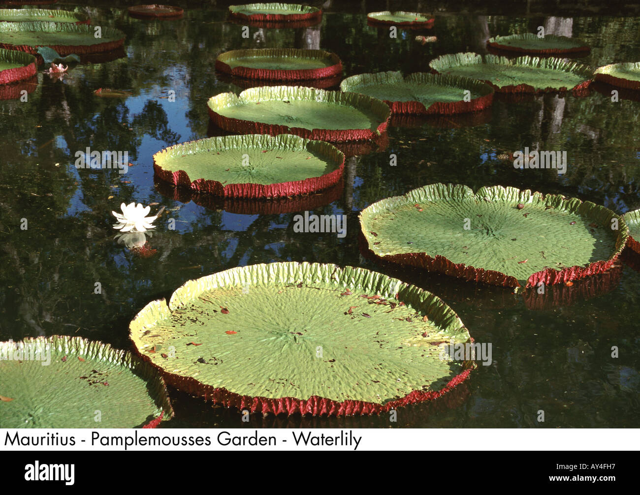 Pamplemousses District High Resolution Stock Photography and Images - Alamy