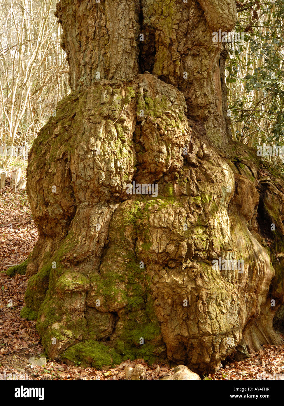 Burred oak trunk in ancient woodland Stock Photo - Alamy
