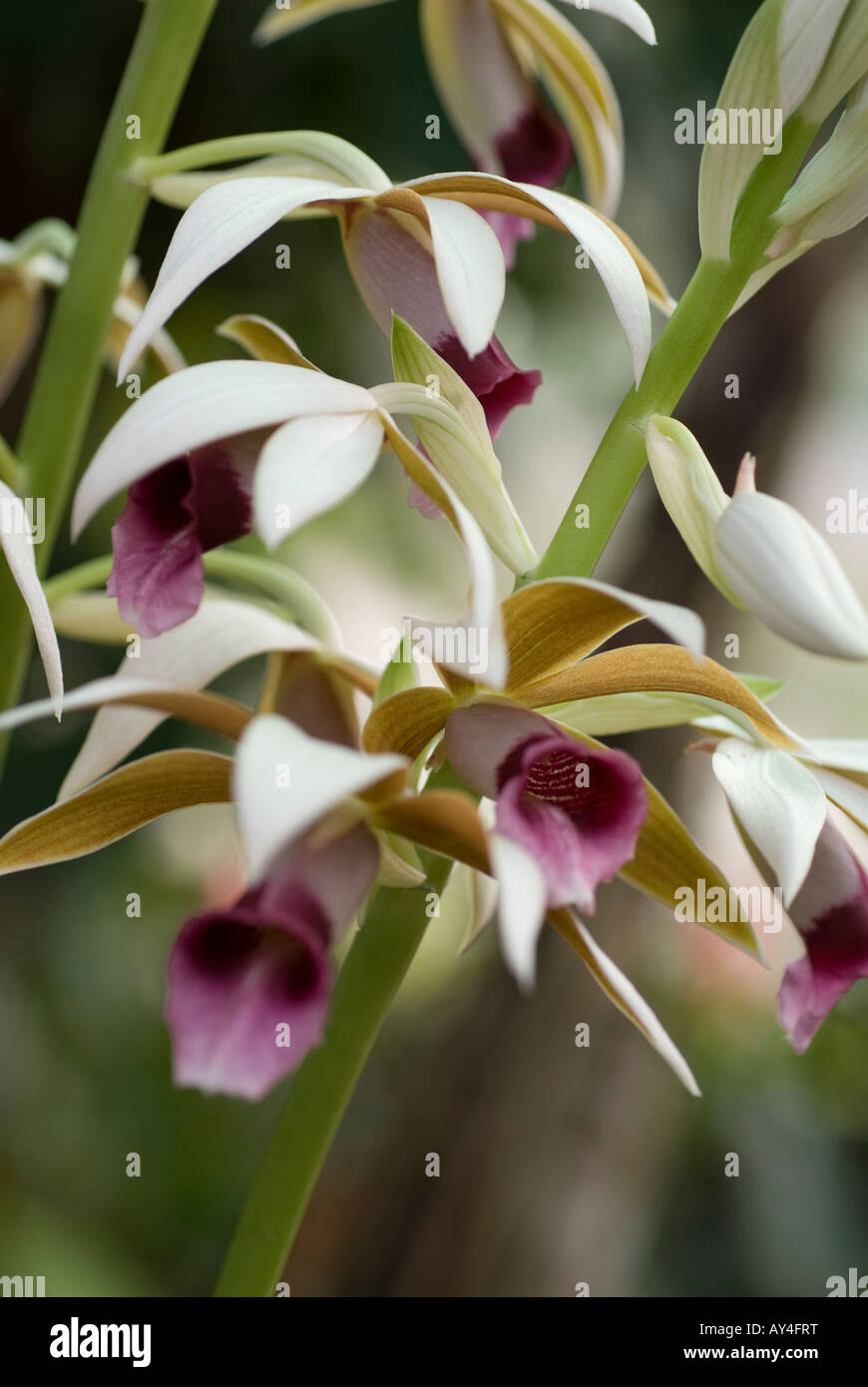 Cymbidium species hi-res stock photography and images - Alamy