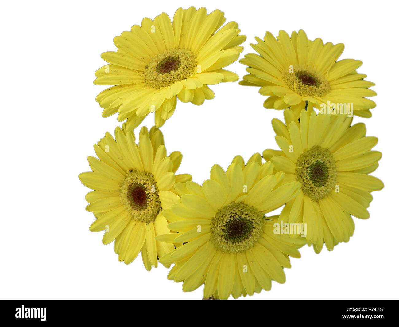 Yellow flowers cluster hi-res stock photography and images - Alamy