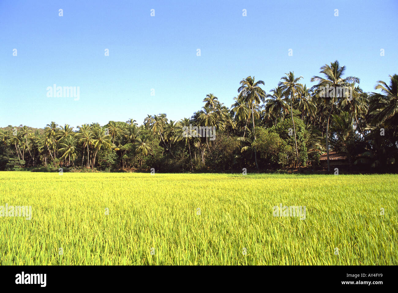 India Goa Rice Field Stock Photo - Alamy