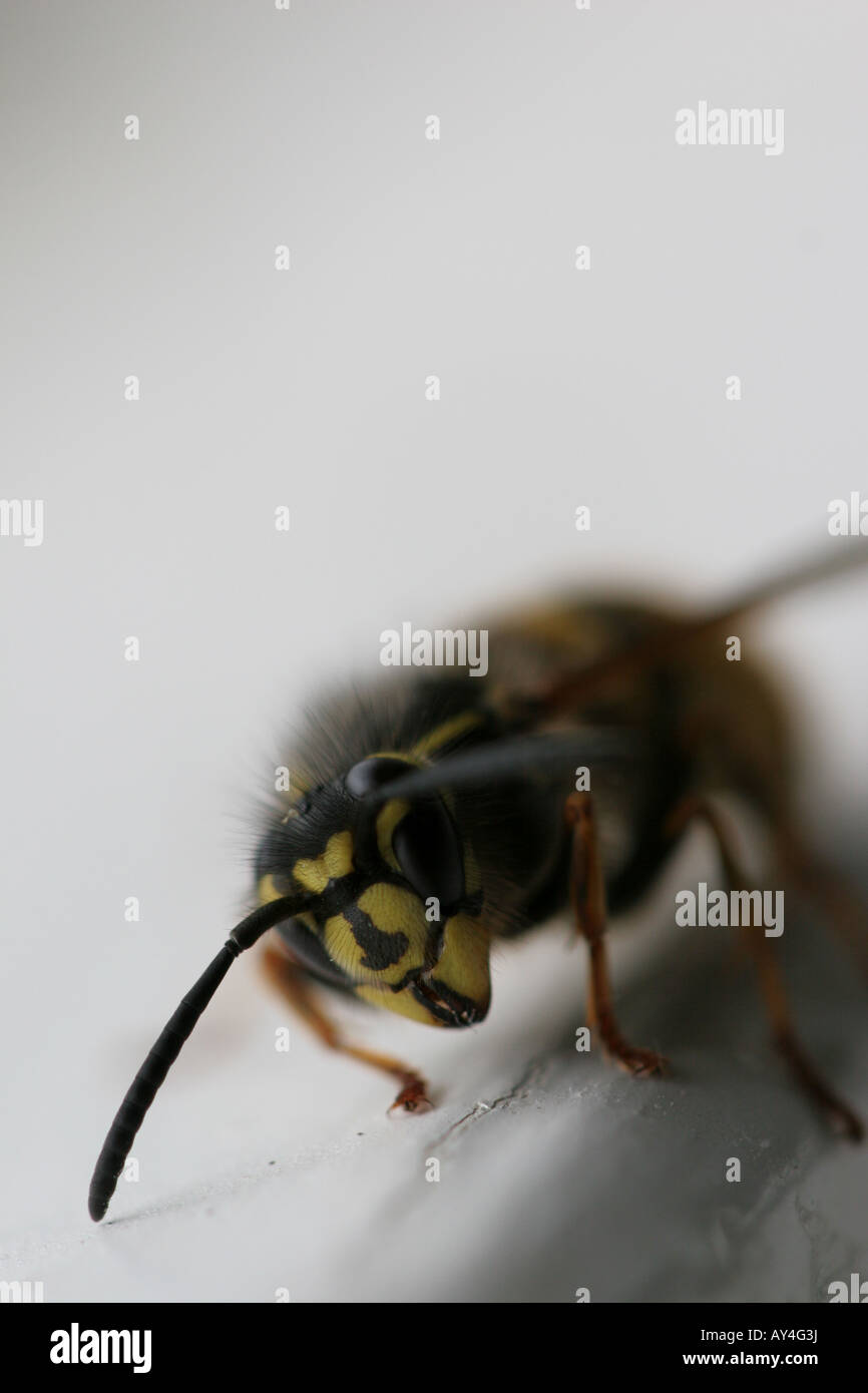 Wasp crawling on white surface showing yellow and black markings on ...