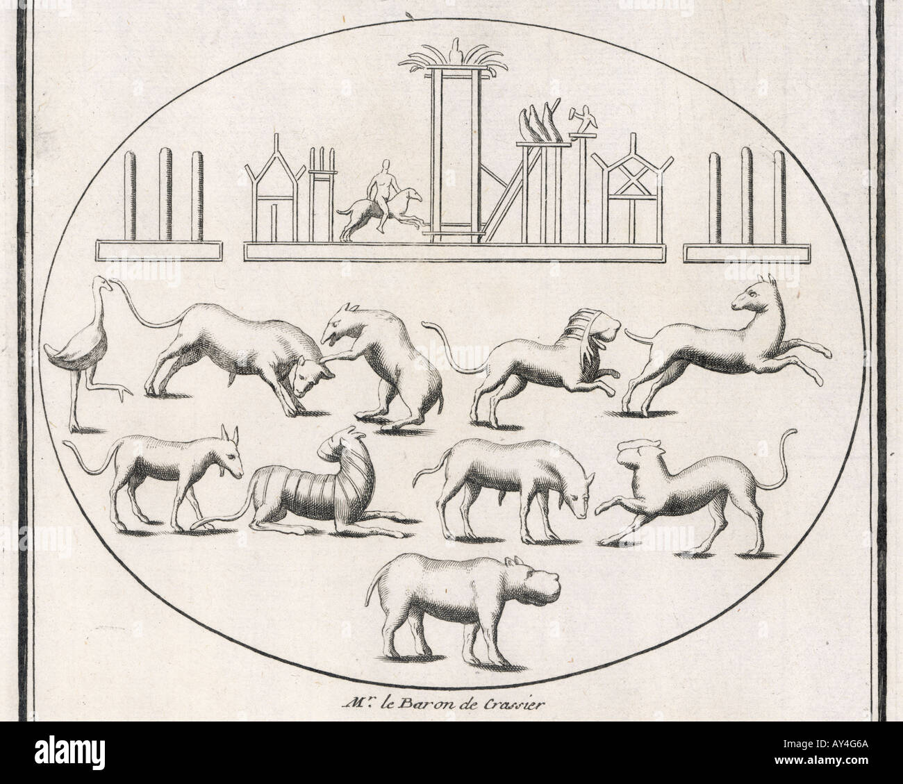 Roman animals hi-res stock photography and images - Alamy