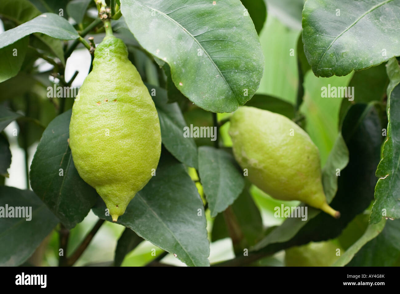 Lemons growing on tree in conservatory Stock Photo - Alamy