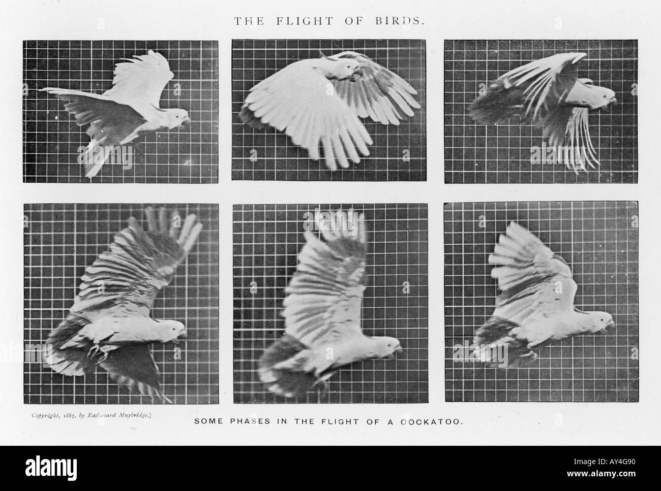 Muybridge Cockatoo Flies Stock Photo - Alamy
