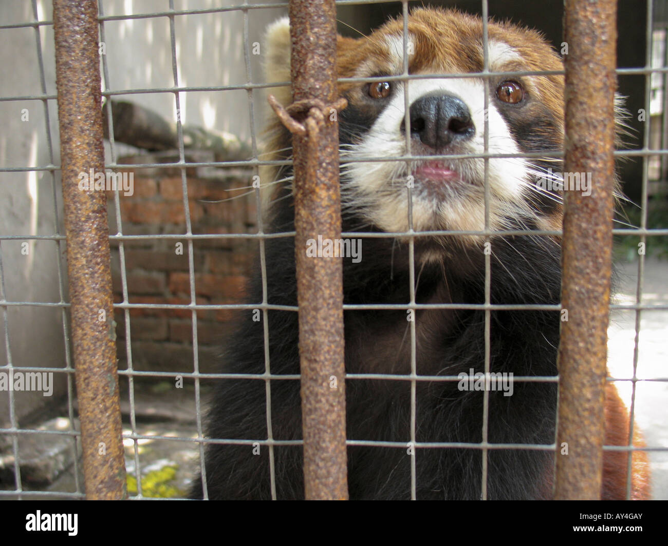 Animal in cage, China Stock Photo - Alamy