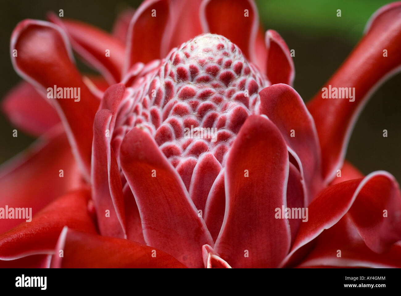 Nicolaia magnifica hi-res stock photography and images - Alamy