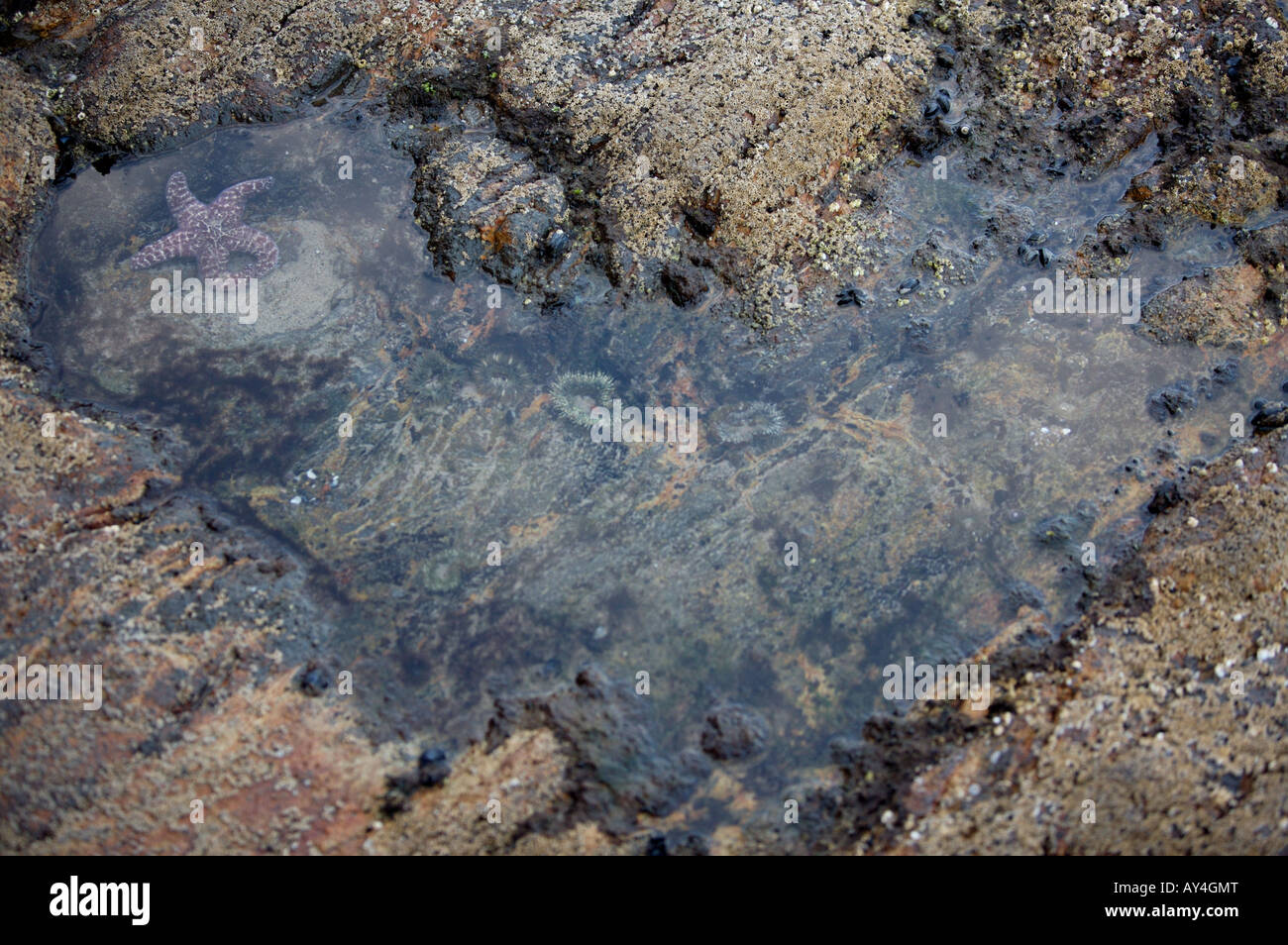 Tide Pool Point Dume Malibu California USA Stock Photo - Alamy
