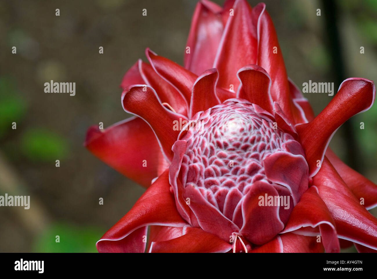 Nicolaia speciosa hi-res stock photography and images - Alamy