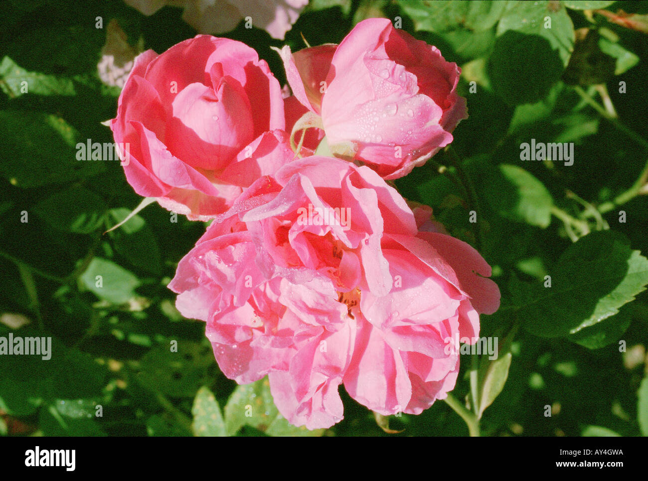 Centifolia hi-res stock photography and images - Alamy
