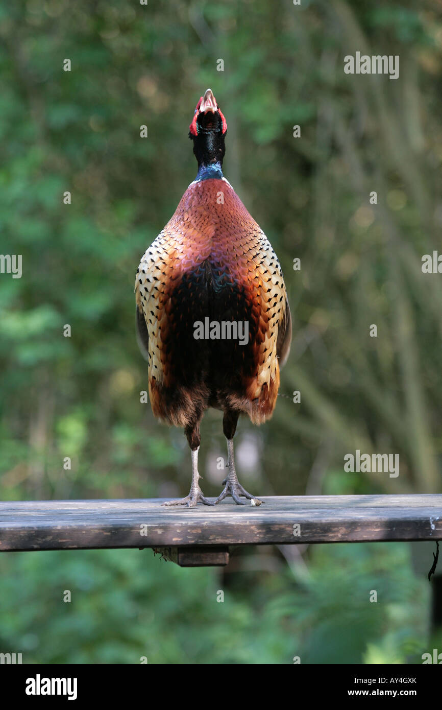 Pheasant calling from on a picnic bench Stock Photo - Alamy