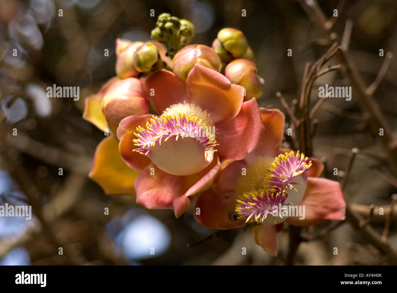 Cannon ball tree flower hi-res stock photography and images - Alamy