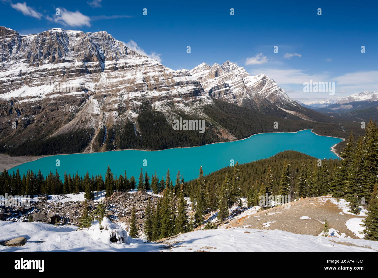 Elevated view over Peyto Lake which is coloured by glacial silt in ...