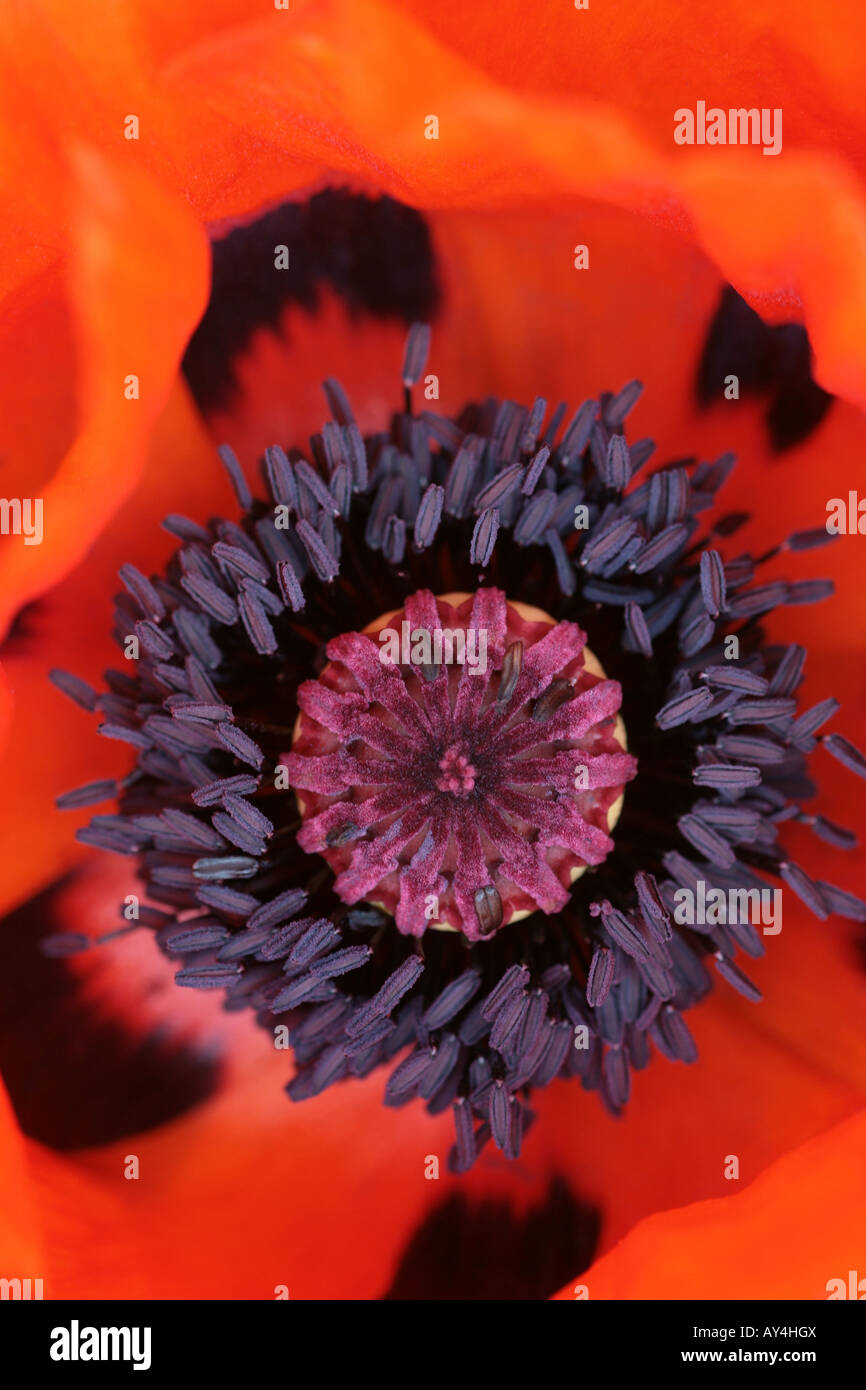 Californian poppy close up of flower head Stock Photo - Alamy