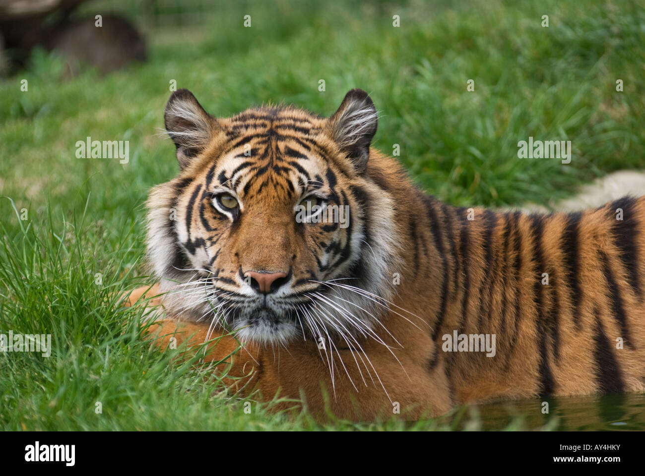 A female Sumatran Tiger (Panthera tigris Sumatrae) resident at the ...