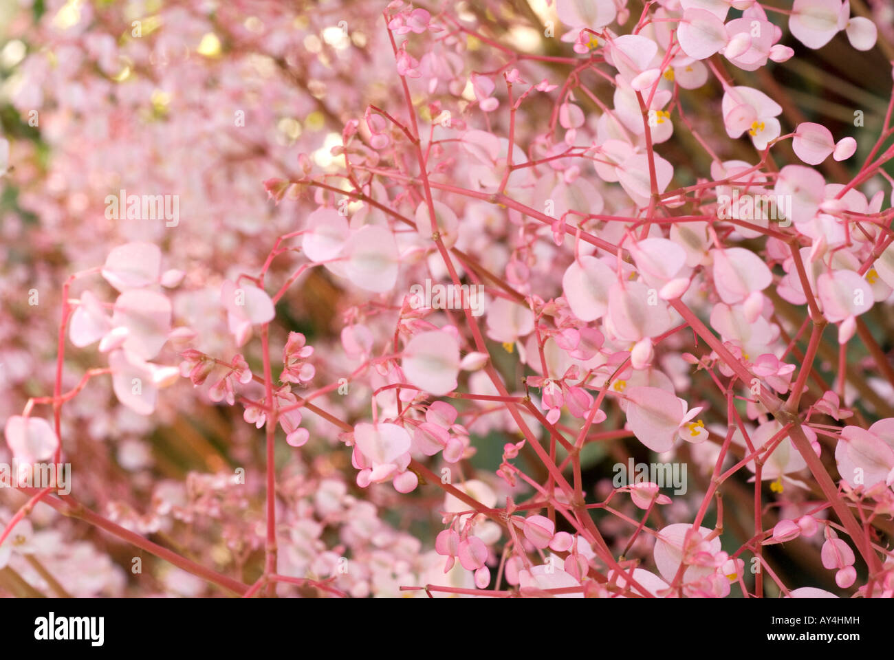 many pink flowers Stock Photo - Alamy