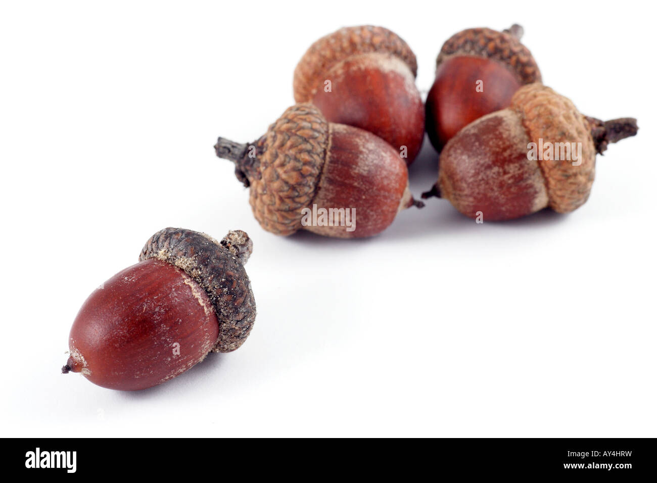 acorn isolated on white background Stock Photo - Alamy