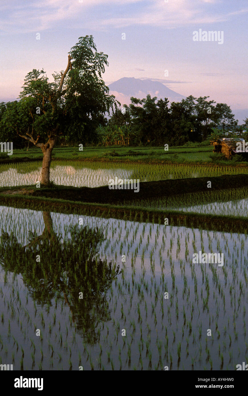 Rice paddies agung hi-res stock photography and images - Alamy