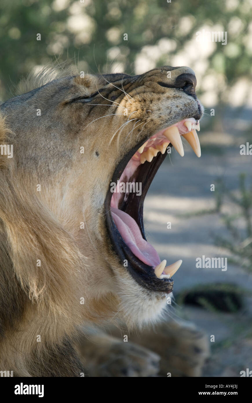 Lion side view hi-res stock photography and images - Alamy