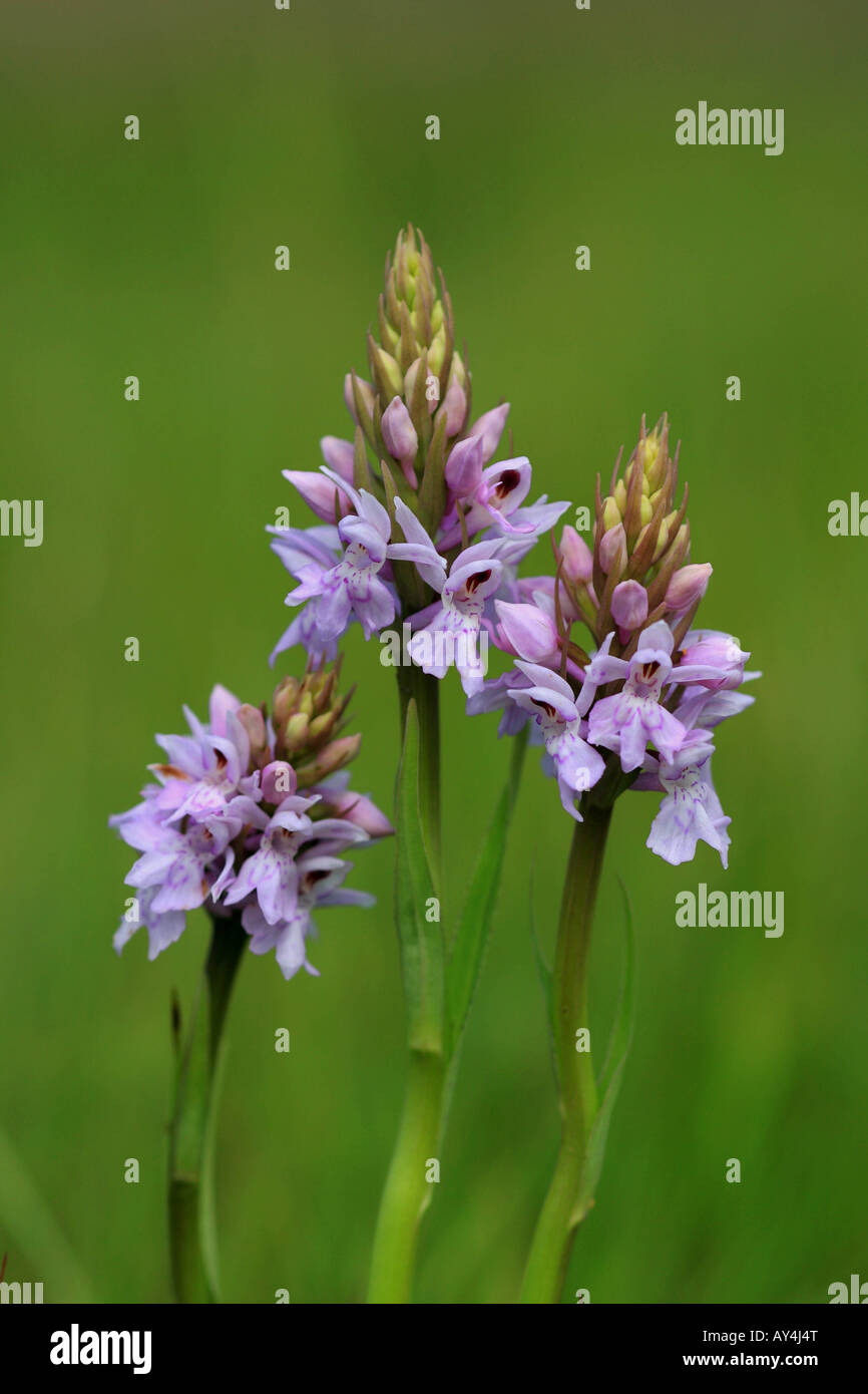 Three Common Spotted-orchid flower stalks Stock Photo - Alamy