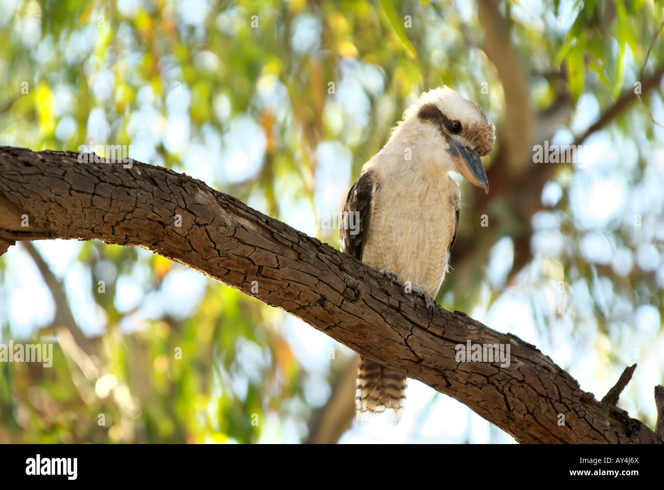 an australian laughing kookaburra sits on a tree branch Stock Photo - Alamy
