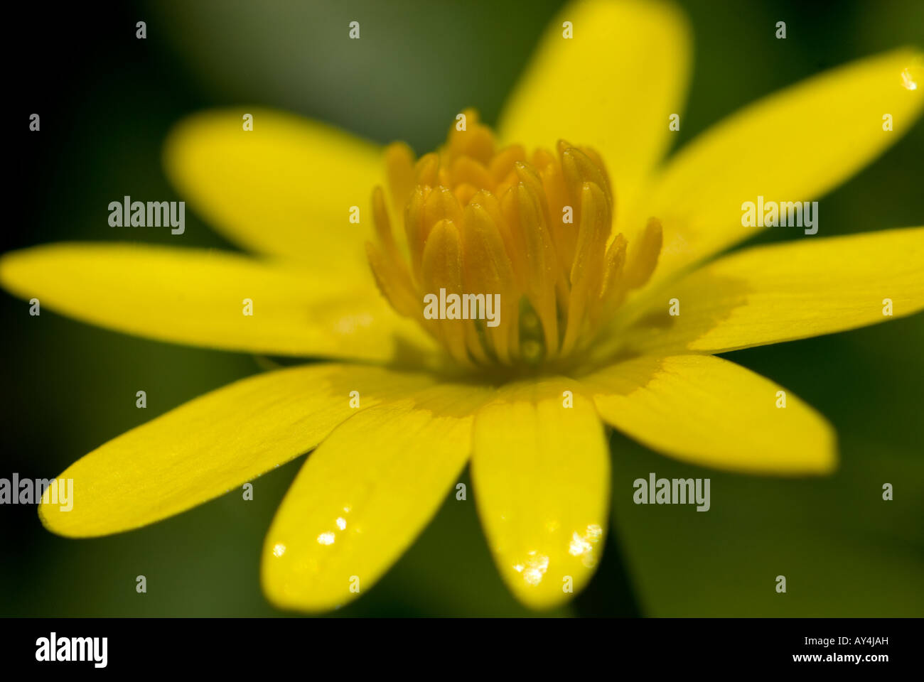 Lesser celandine buttercup family hi-res stock photography and images ...