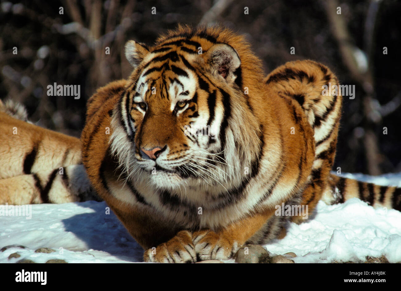 portrait tigre de siberie Siberian Tiger Panthera tigris altaica adult ...