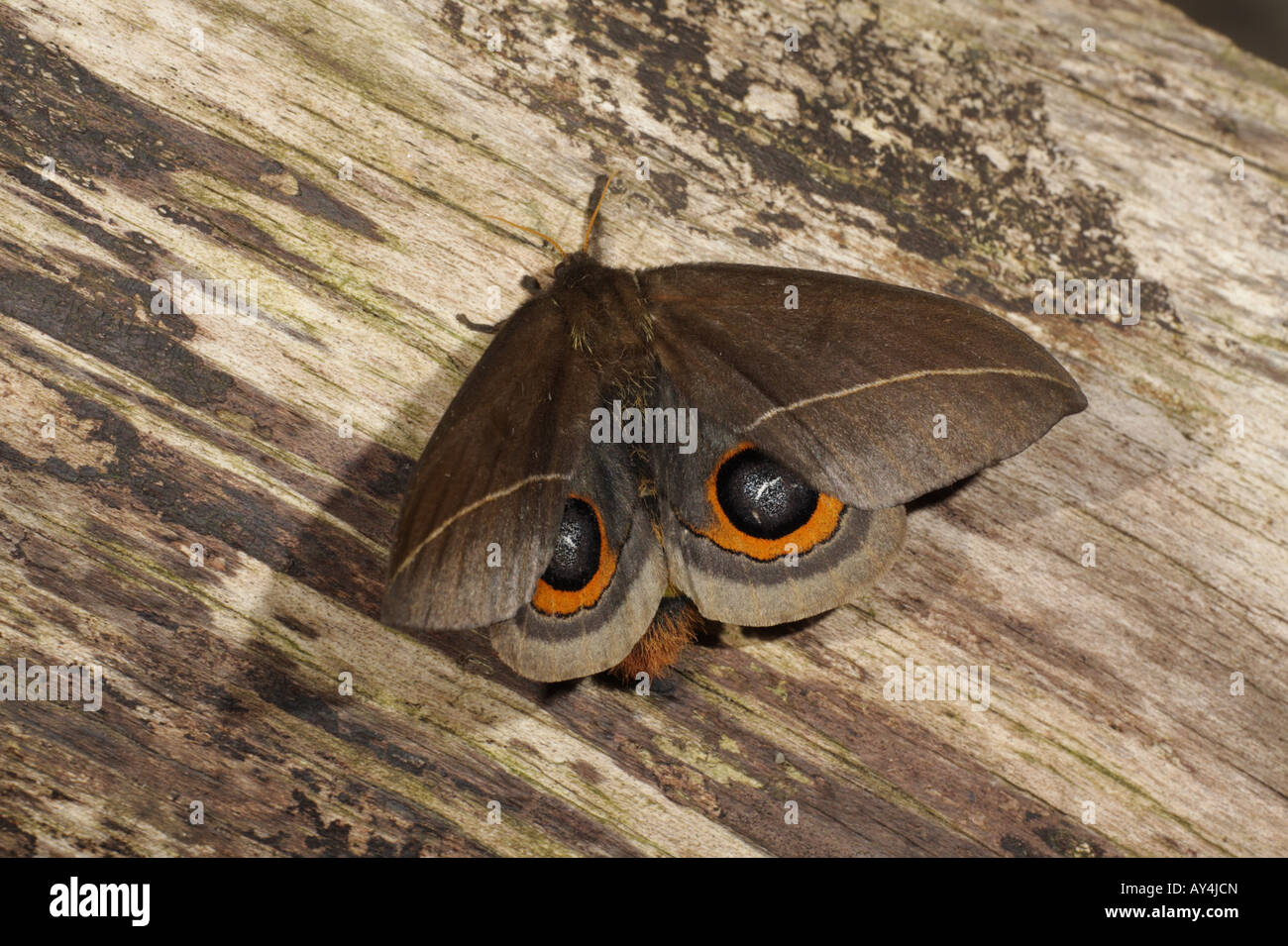 Bullseye moth - Automeris naranja Stock Photo - Alamy
