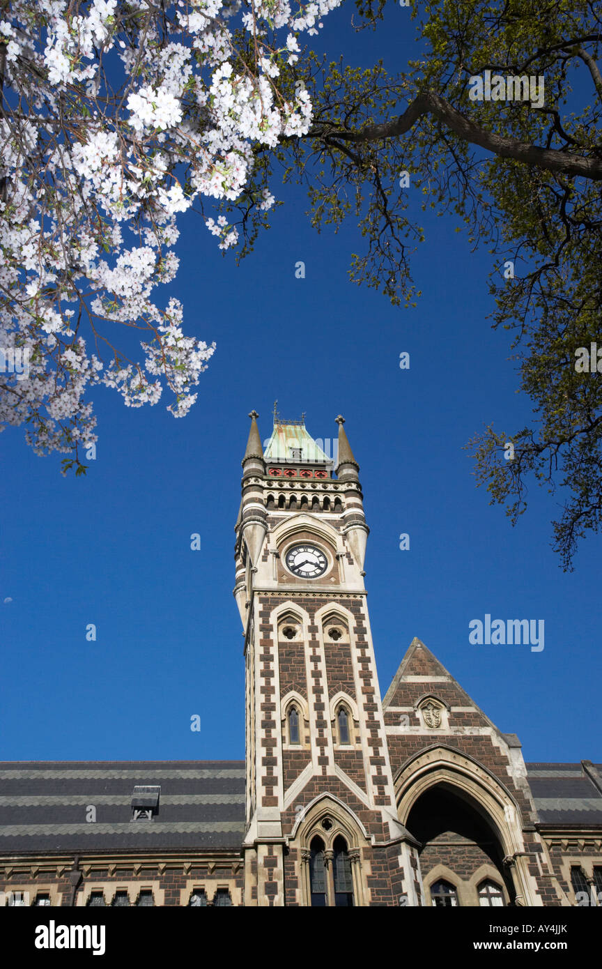 Spring Blossom and Clock Tower Historical Registry Building University ...
