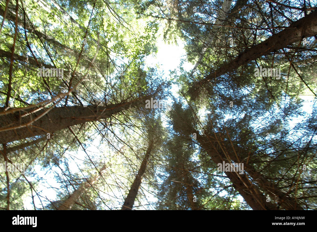 A ground view, looking strait up at the sky through trees and foliage ...