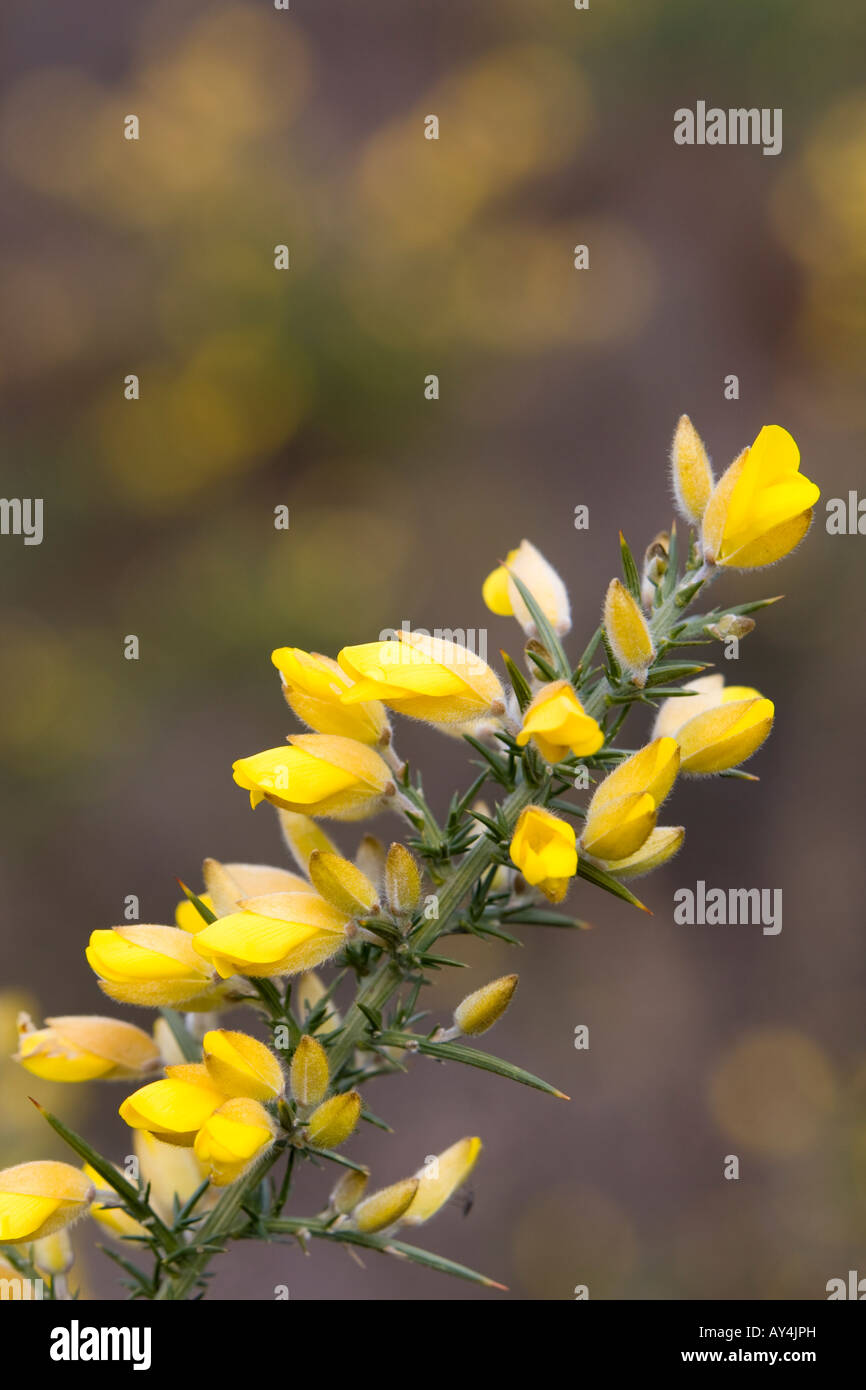 Ulex europaea uk hi-res stock photography and images - Alamy