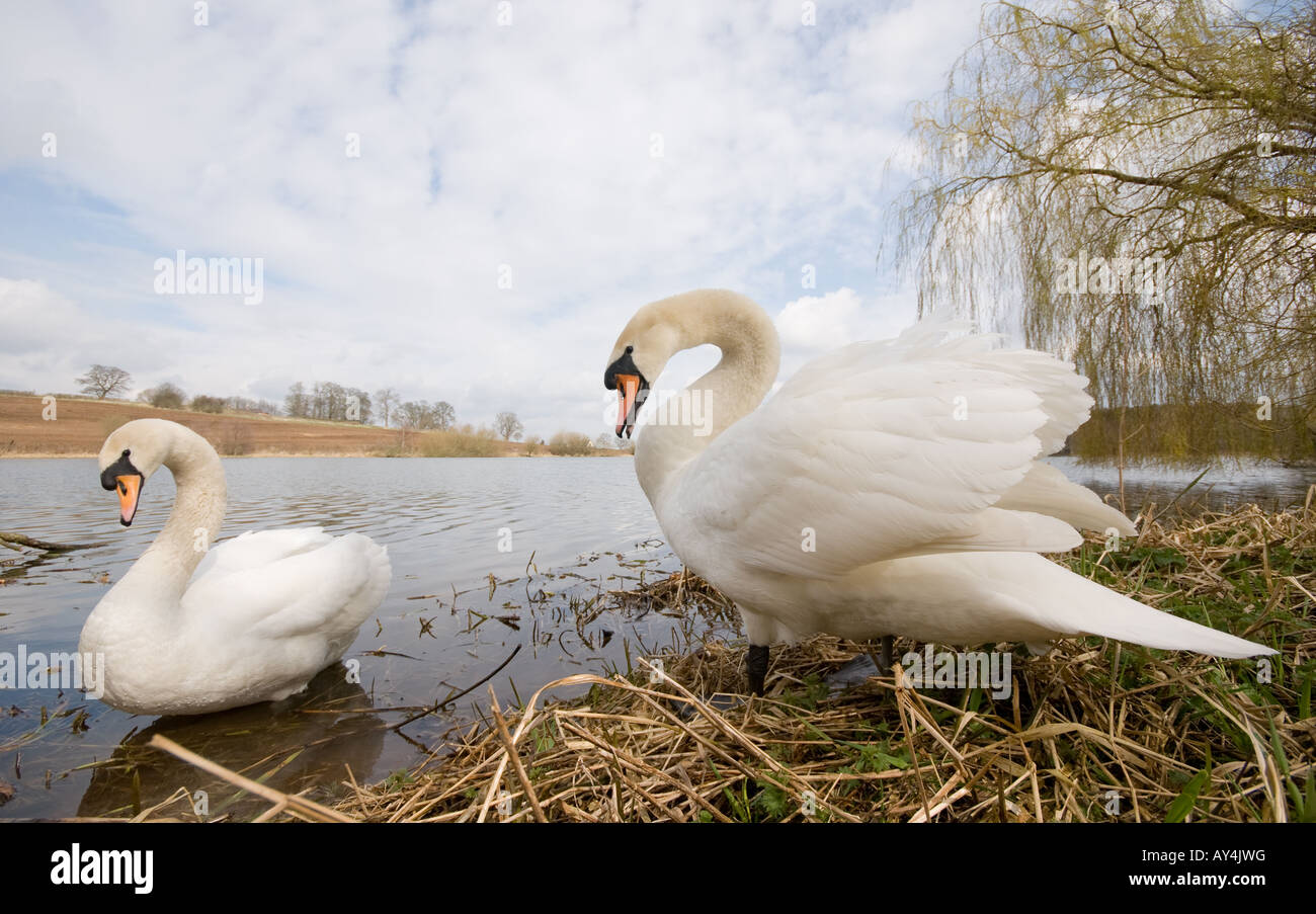 Female cob swan hi-res stock photography and images - Alamy