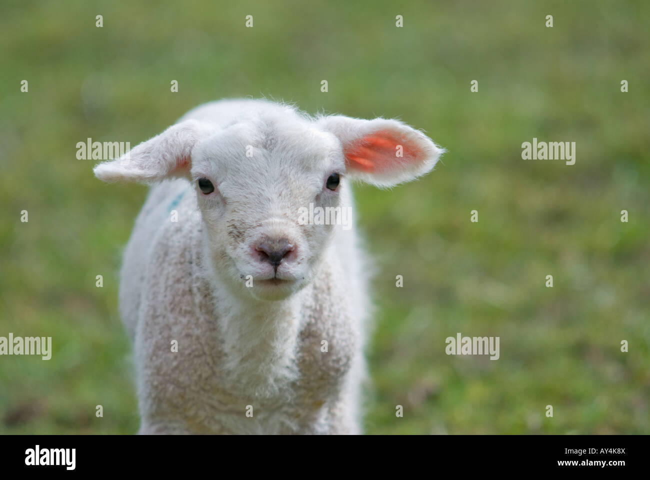 New born lamb and sheep hi-res stock photography and images - Alamy