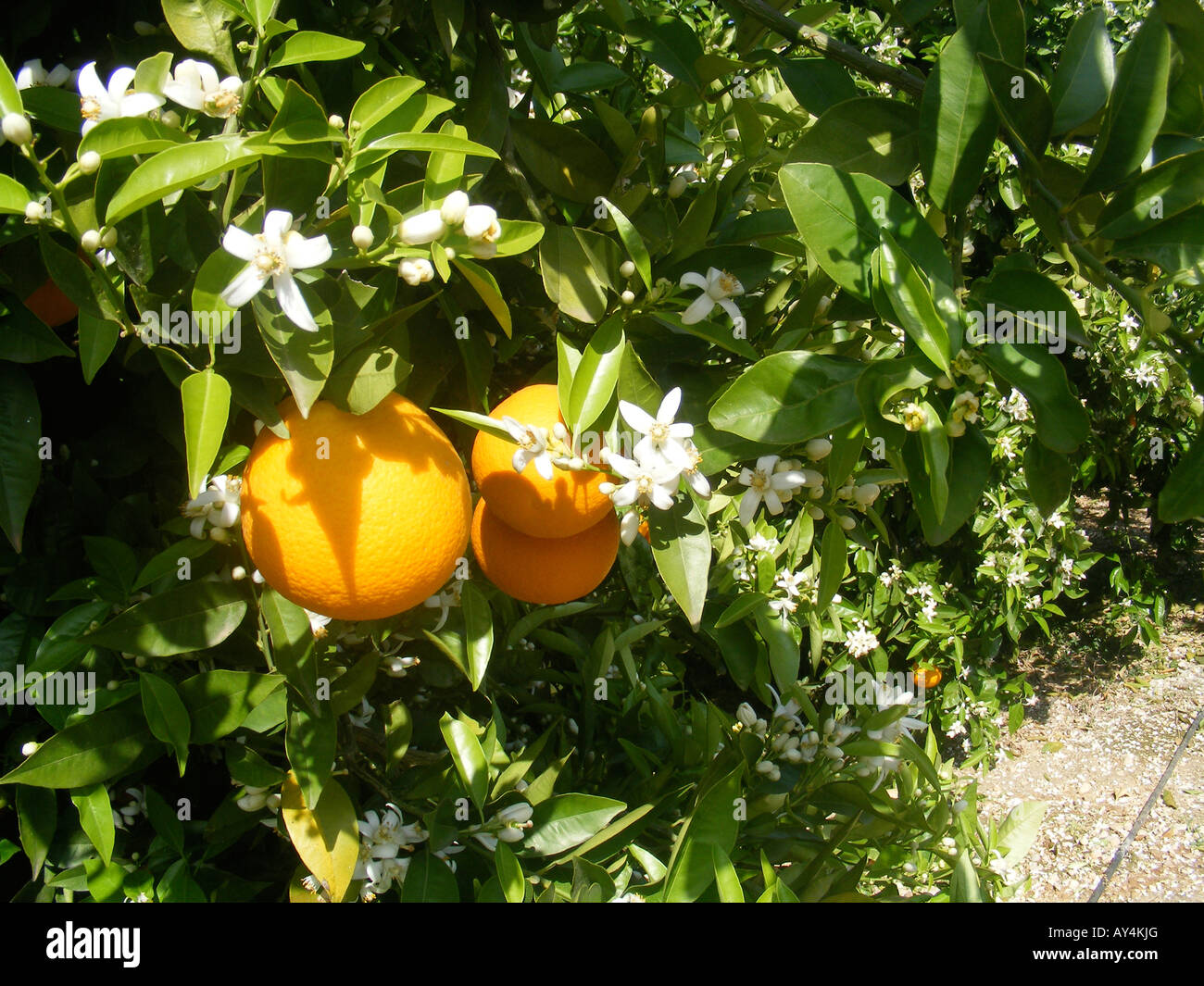 Orange tree blossom hi-res stock photography and images - Alamy