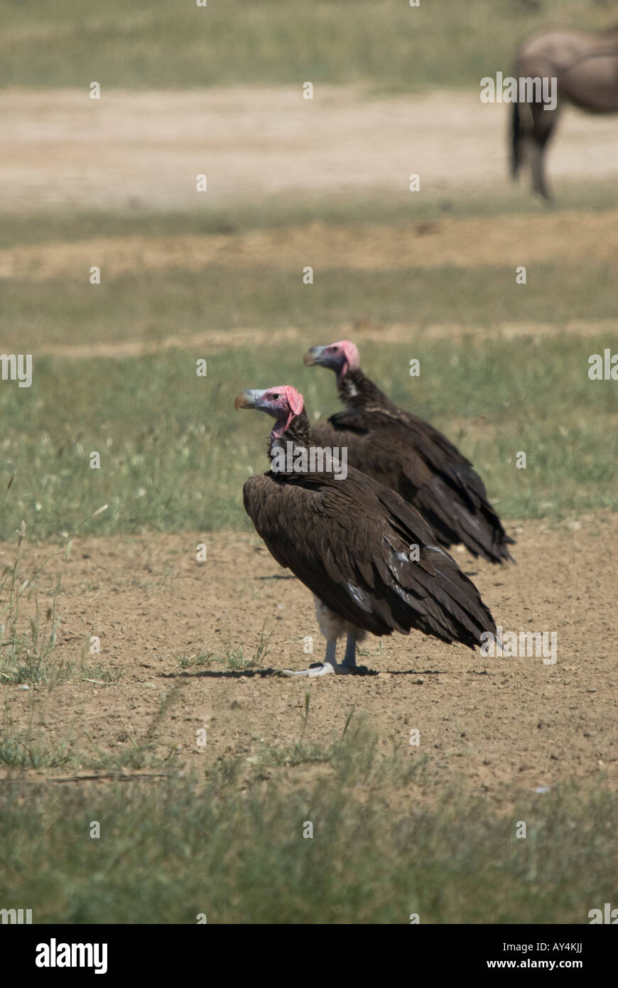 Two lappet-faced vultures standing on the ground in the Kalahari Stock ...