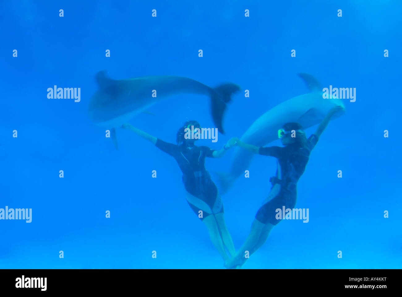 Underwater dolphin hi-res stock photography and images - Alamy