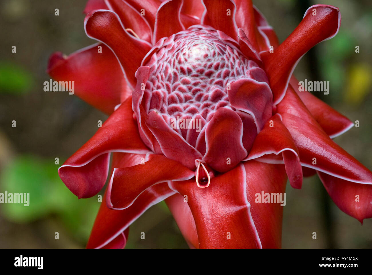 Nicolaia magnifica hi-res stock photography and images - Alamy
